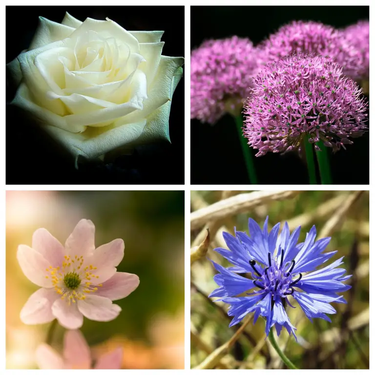 Le langage des fleurs en amour : quelle fleur pour quel message ...