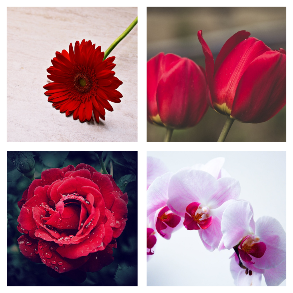 Le langage des fleurs en amour : quelle fleur pour quel message ...