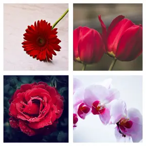 Le langage des fleurs en amour : quelle fleur pour quel message ...